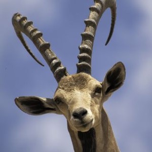 Planet Earth II - Rotten Tomatoes