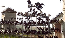 The Birds - Rotten Tomatoes