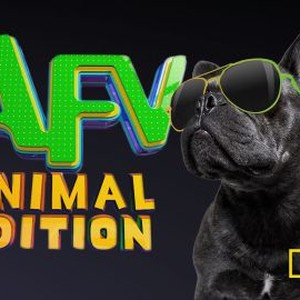 America's Funniest Home Videos: Animal Edition - Rotten Tomatoes