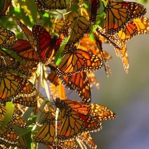 Our Great National Parks: Limited Series, Episode 4 - Rotten Tomatoes