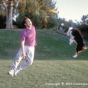 The Animal - Rotten Tomatoes