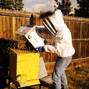 Bee People - Rotten Tomatoes