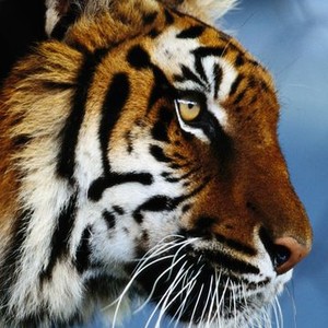 World Wild Web - Rotten Tomatoes