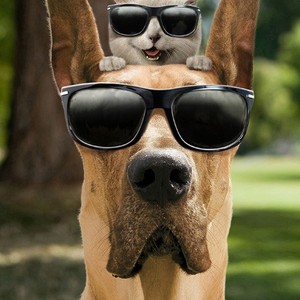 Marmaduke - Rotten Tomatoes