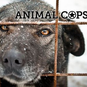Animal Cops: Houston: Season 3, Episode 13 - Rotten Tomatoes
