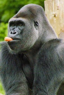 The Zoo: Season 1, Episode 4 | Rotten Tomatoes