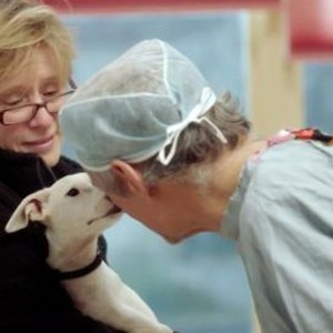 The Dog Doc - Rotten Tomatoes