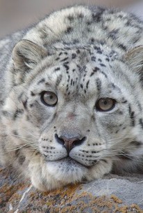 Animal: Season 1, Episode 1 - Rotten Tomatoes