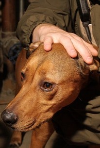 Animal Cops: Detroit: Season 6, Episode 4 | Rotten Tomatoes