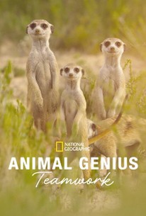 Animal Genius | Rotten Tomatoes