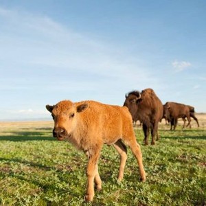 Hanna Ranch - Rotten Tomatoes