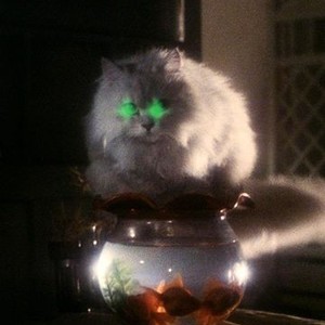 House - Rotten Tomatoes