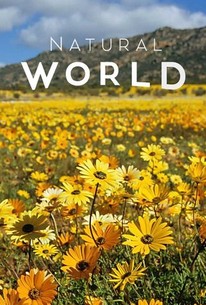 Natural World: Season 21 | Rotten Tomatoes