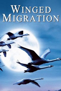 Winged Migration | Rotten Tomatoes