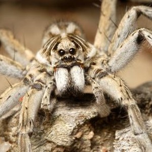 Monster Bug Wars Rotten Tomatoes