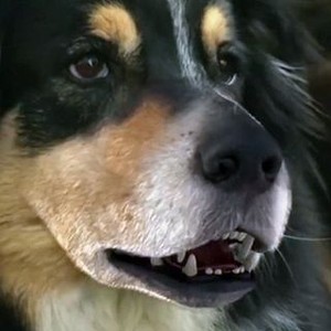 Bark Ranger - Rotten Tomatoes