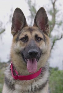 Lucky Dog: Season 4, Episode 8 | Rotten Tomatoes