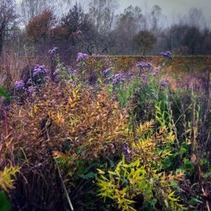 Five Seasons: The Gardens of Piet Oudolf - Rotten Tomatoes