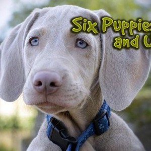 Six Puppies and Us - Rotten Tomatoes
