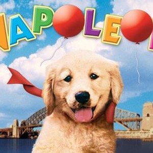 Napoleon - Rotten Tomatoes