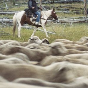 Sweetgrass - Rotten Tomatoes