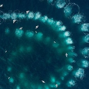 Whale Nation - Rotten Tomatoes