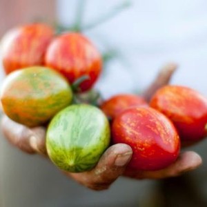 Food Chains - Rotten Tomatoes