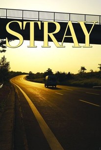 Stray - Movie Reviews | Rotten Tomatoes