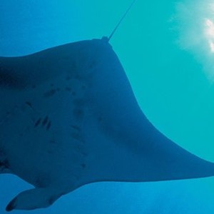 The Blue Planet - Rotten Tomatoes