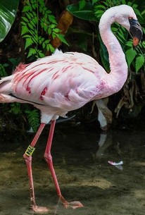 Magic of Disney's Animal Kingdom: Season 2, Episode 6 | Rotten Tomatoes