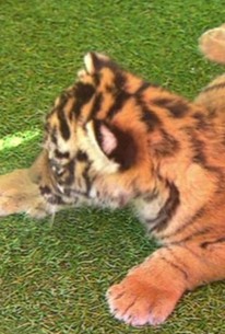 Totally Wild: Season 25, Episode 32 | Rotten Tomatoes