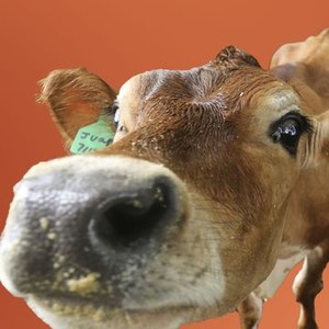 The Hatcher Family Dairy - Rotten Tomatoes