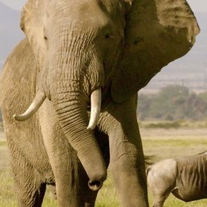 The Ivory Game - Rotten Tomatoes