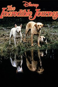 The Incredible Journey (1963) - Rotten Tomatoes