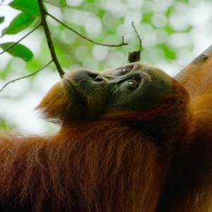 Our Great National Parks: Limited Series, Episode 5 - Rotten Tomatoes