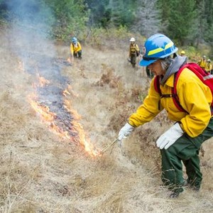 Elemental: Reimagine Wildfire - Rotten Tomatoes