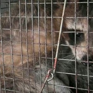 Hope in the Wild: Season 2, Episode 24 - Rotten Tomatoes