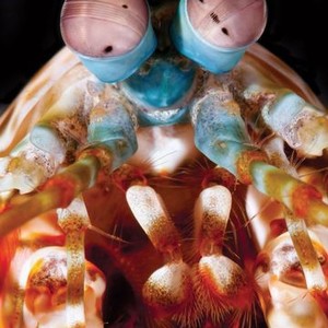 Wonderfully Weird - Rotten Tomatoes