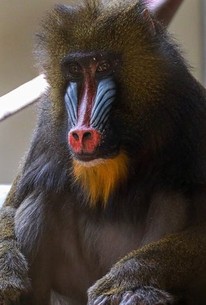 Magic of Disney's Animal Kingdom: Season 2, Episode 4 | Rotten Tomatoes