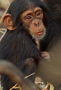 Evolution Earth: Season 1, Episode 1 | Rotten Tomatoes