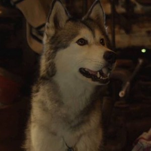 Timber the Treasure Dog - Rotten Tomatoes