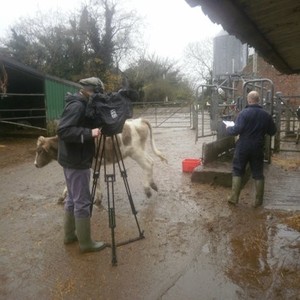 The Moo Man - Rotten Tomatoes