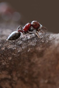 A Real Bug's Life: Season 1, Episode 5 | Rotten Tomatoes