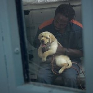Eli: A Dog In Prison - Rotten Tomatoes