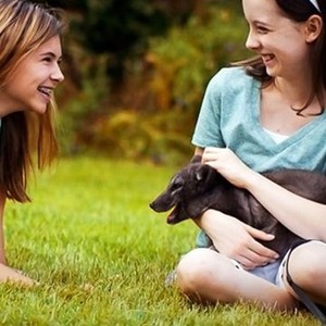 Amanda and the Fox - Rotten Tomatoes