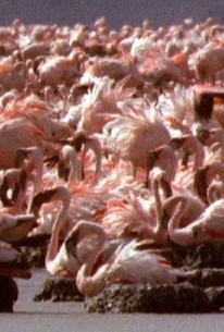 Life of Birds: Season 1, Episode 10 | Rotten Tomatoes