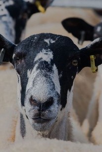 Clarkson's Farm: Season 1, Episode 2 | Rotten Tomatoes