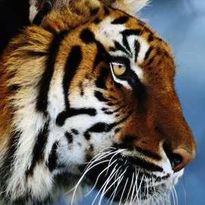 World Wild Web - Rotten Tomatoes