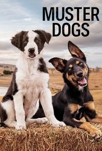 Muster Dogs: Season 3 | Rotten Tomatoes