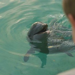 Dolphin Kick - Rotten Tomatoes